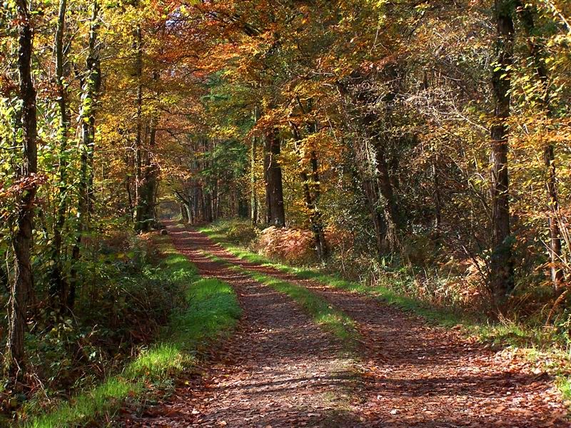 La forêt de la Charnie